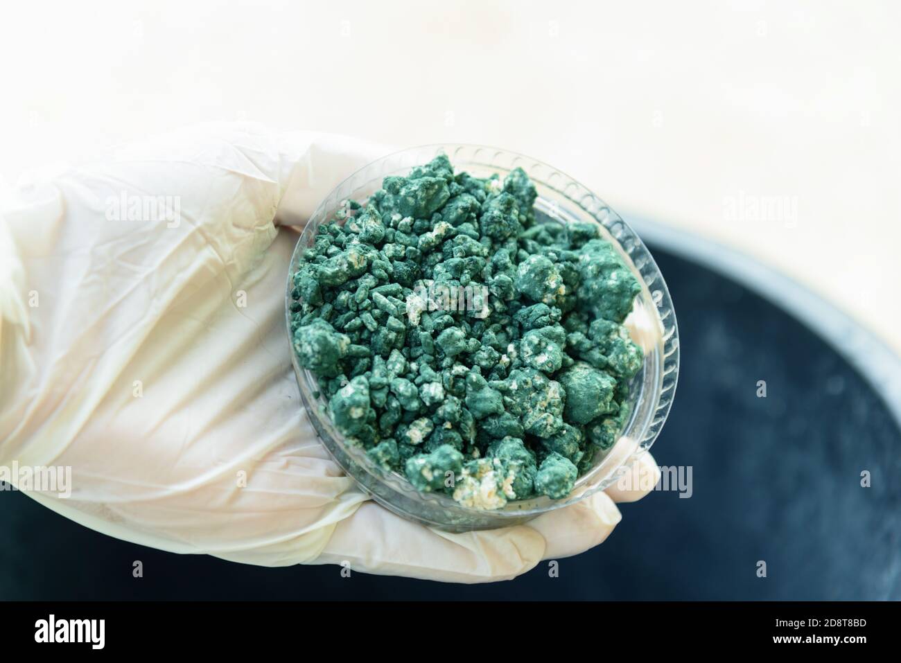 Closeup to Trichoderma harzianum in the hand. Use for protect plant ...