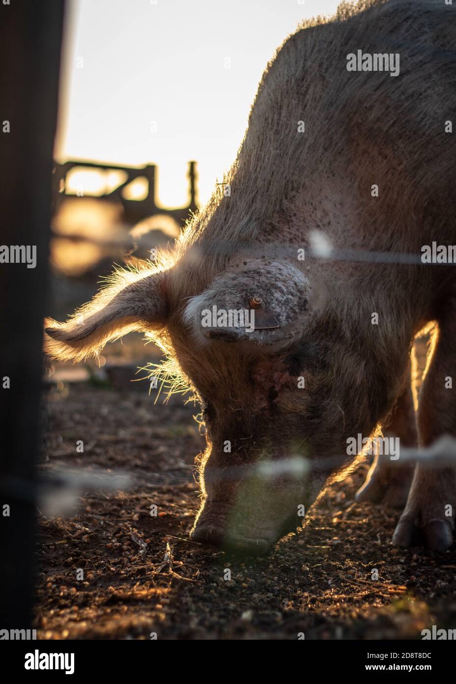 Pig farm eating at sunsaet Stock Photo - Alamy