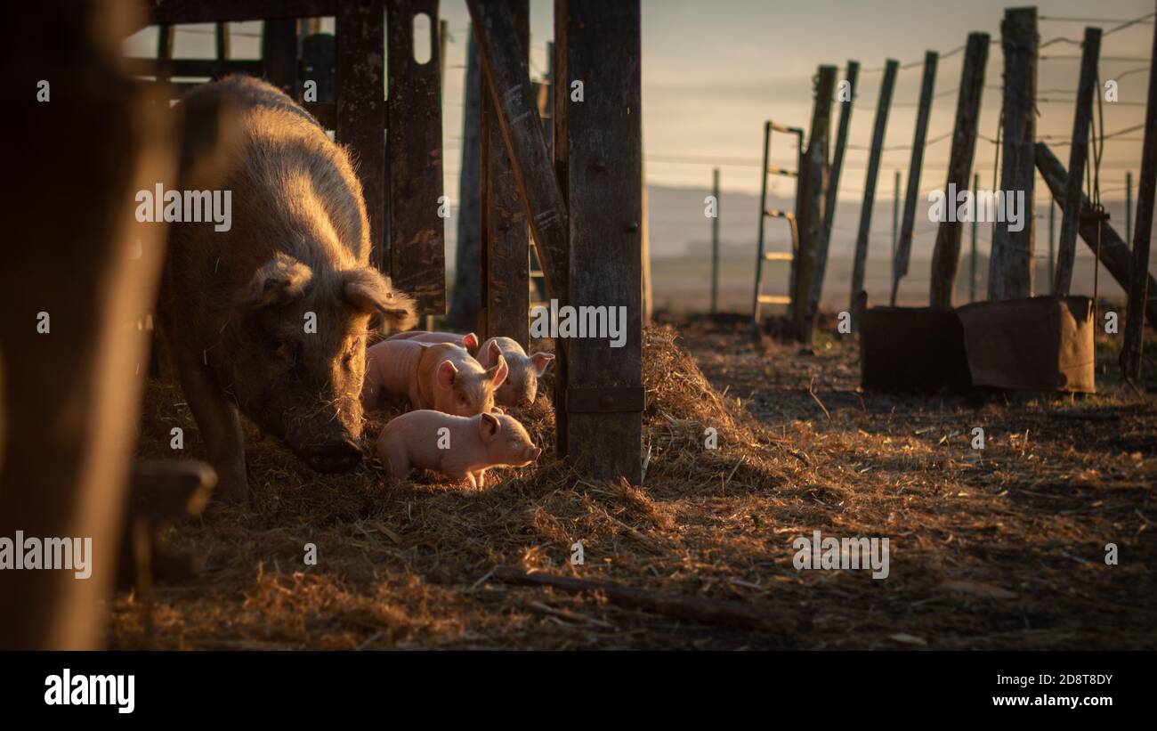 Farm pigs eating at sunset Stock Photo - Alamy
