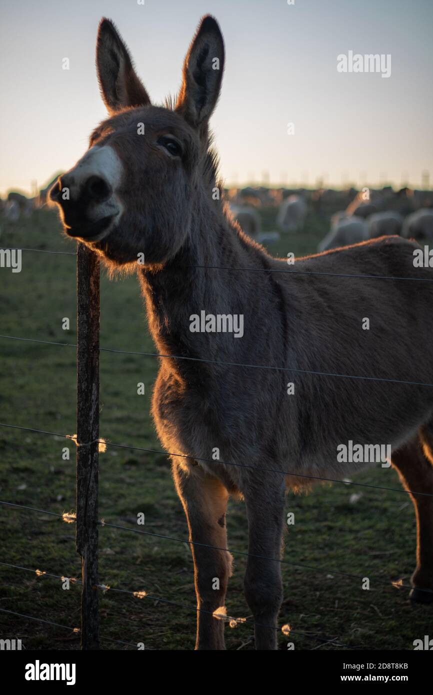 Animales animales burros burros hi-res stock photography and images - Alamy