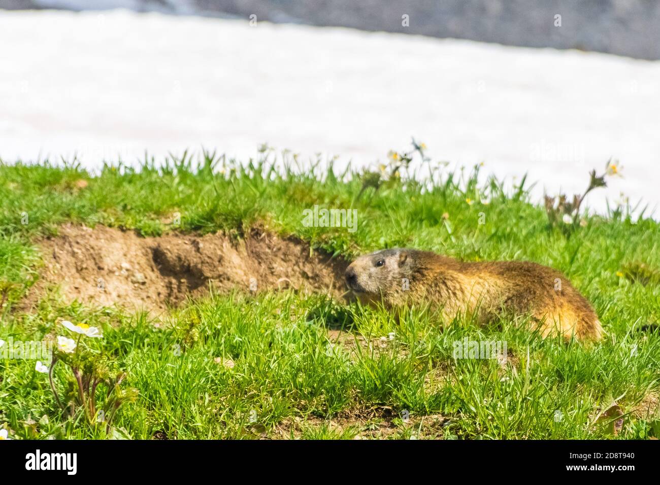 Marmot in the snowy landscape of Gran Paradiso National Park, Italy ...