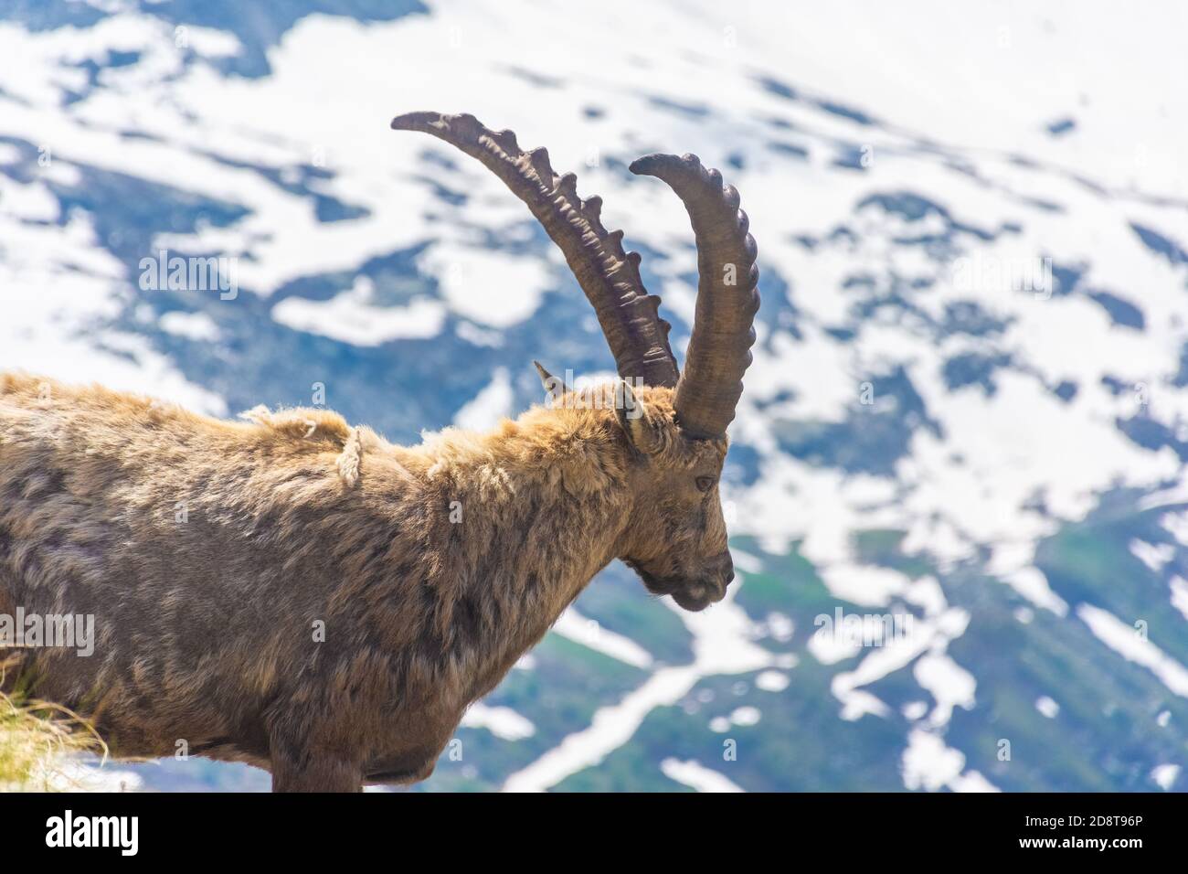 Beautiful Alpine ibex in the snowy mountains of Gran Paradiso National ...