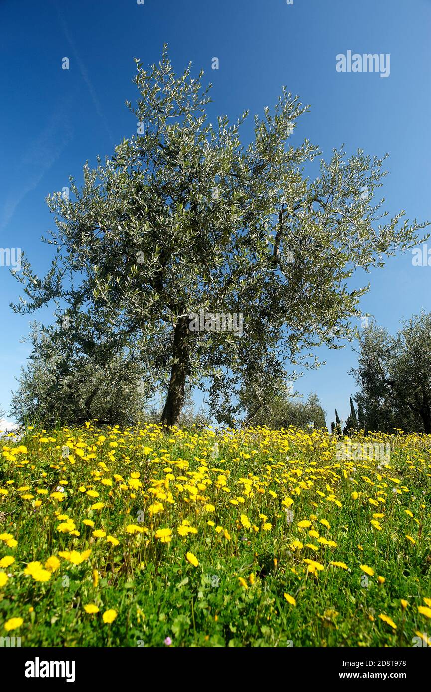Sirmione (Bs),Lake Garda,Italy,a olive tree in March Stock Photo - Alamy
