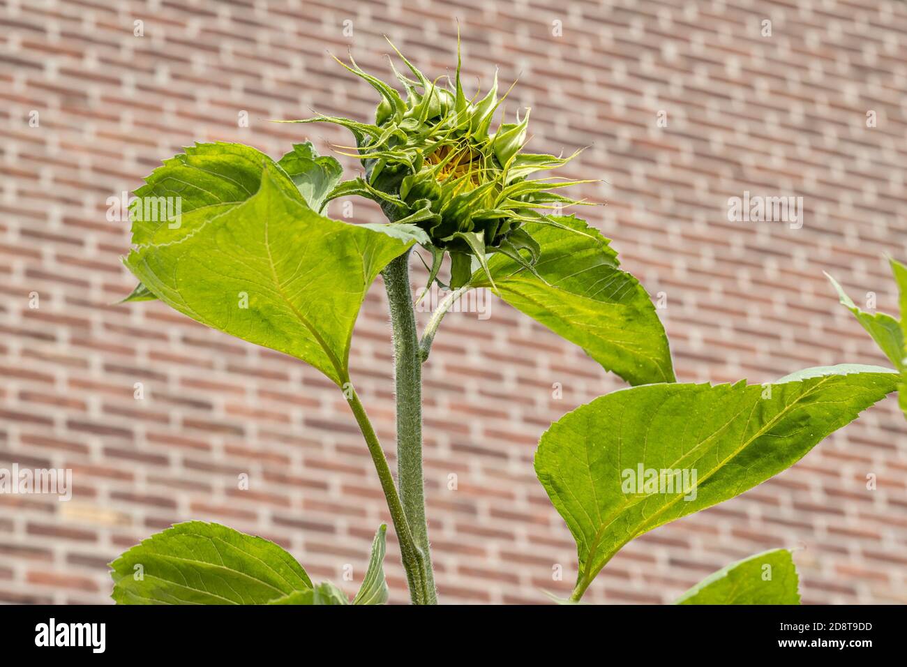 Sapling of a sunflower flower with its thick stem and leaves with a ...