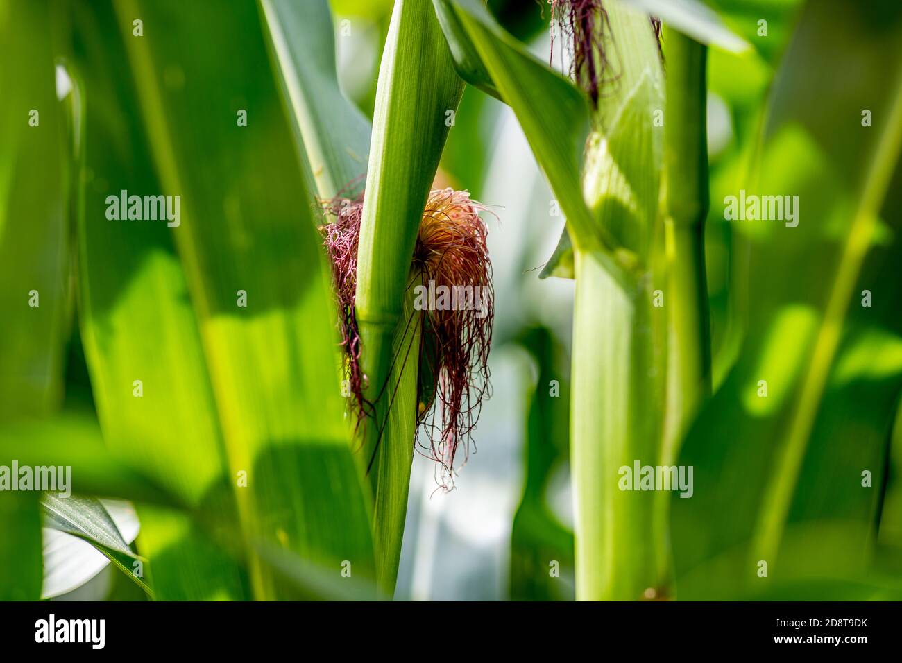 Close-up of green leaves of a corn plant, with a ripe corn with its ...