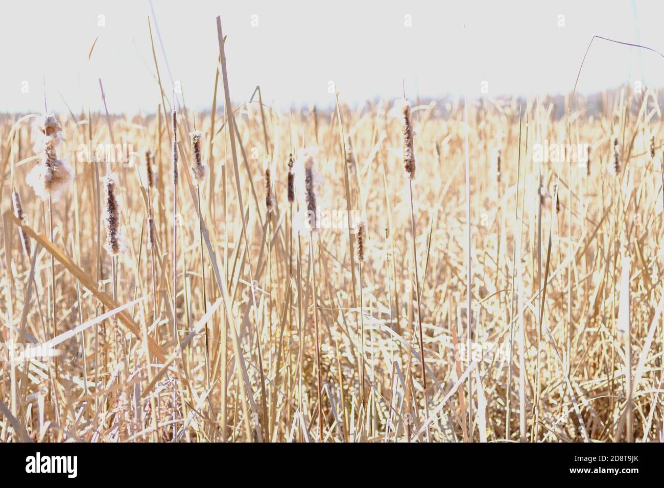 Bulrush (Typha latifolia), also known as reedmace or cattail, in autumn ...