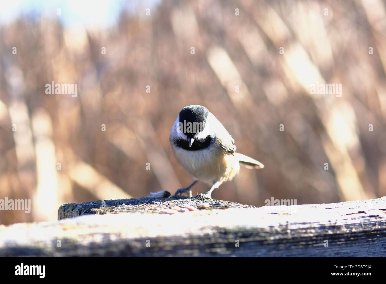Feeding back-capped chickadees (Poecile atricapillus) at the Jack Pine ...