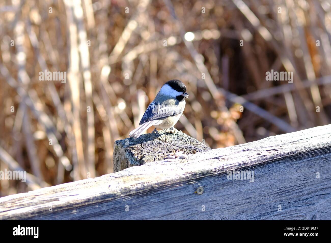 Feeding back-capped chickadees (Poecile atricapillus) at the Jack Pine ...