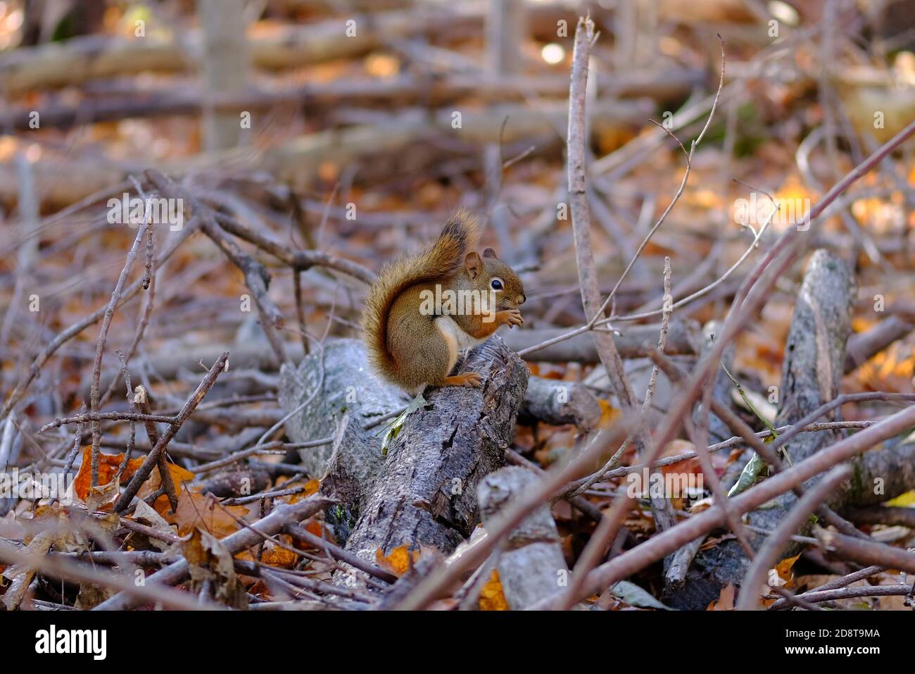 Cute American red squirrel (Tamiasciurus hudsonicus) on a fallen branch ...