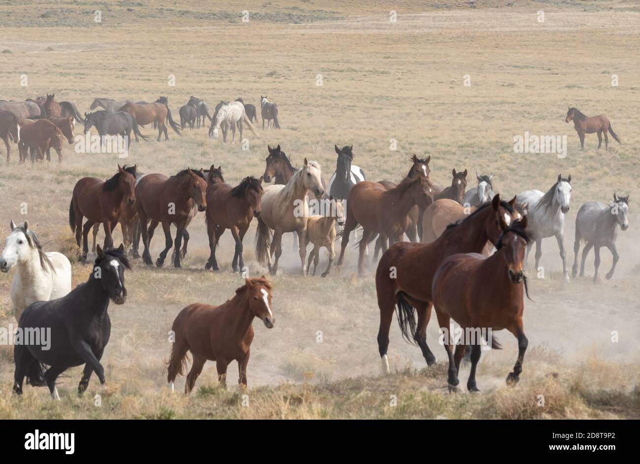 Wild Horses in the Utah Desert Stock Photo - Alamy
