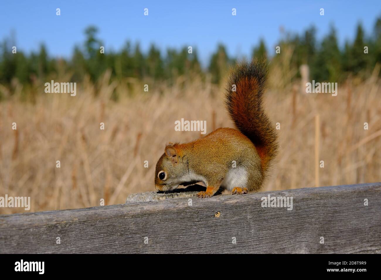 Adorable American red squirrel (Tamiasciurus hudsonicus) on a fence ...