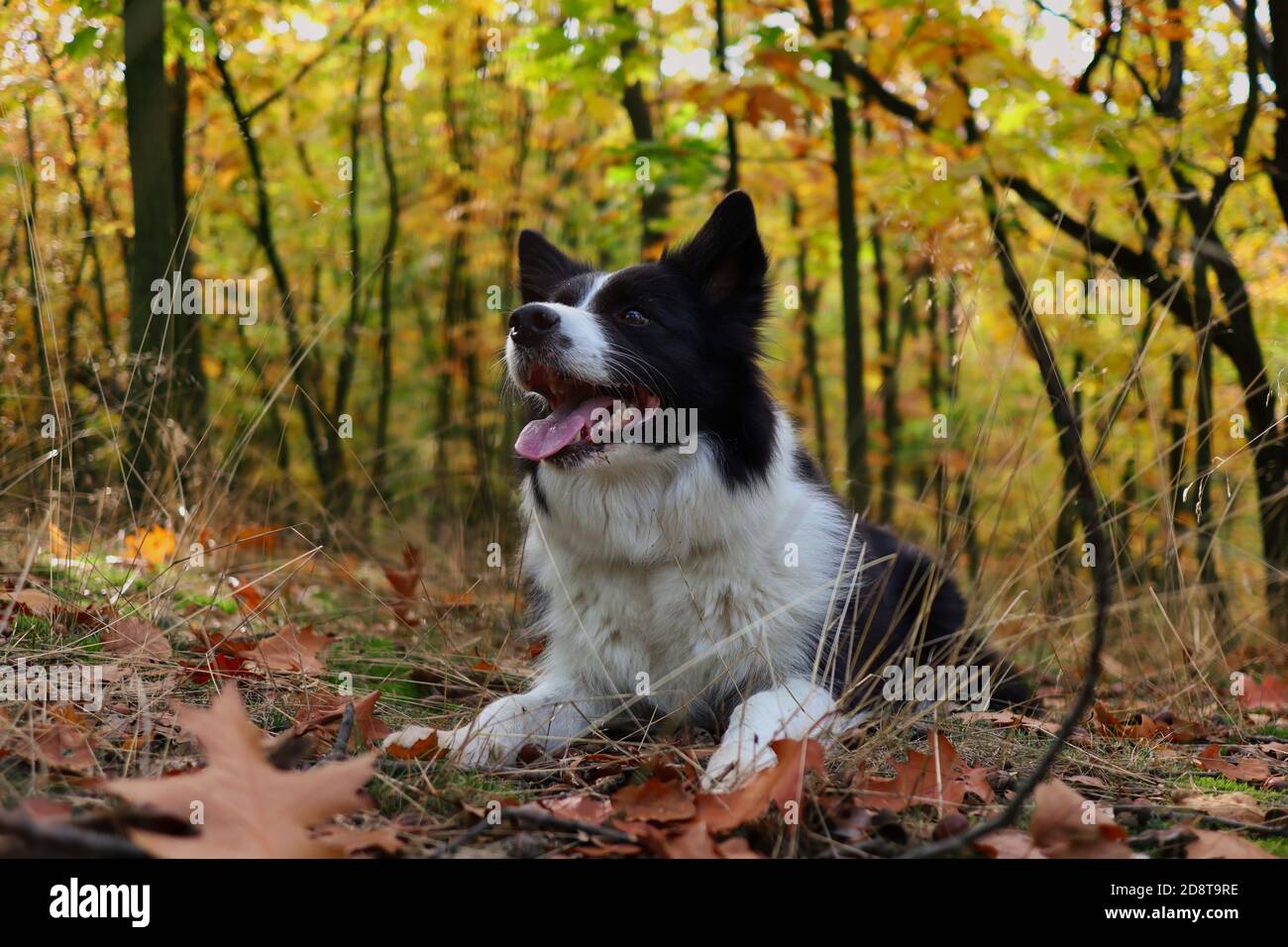 Happy Border Collie Lies Down in Colorful Autumn Forest during Fall ...