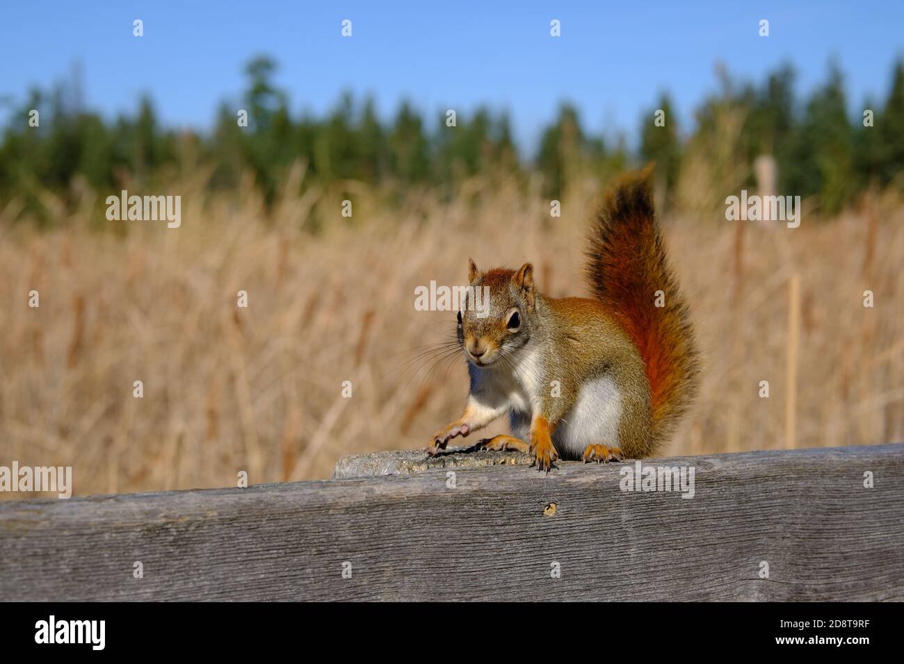 Hudsons bay squirrel hi-res stock photography and images - Alamy