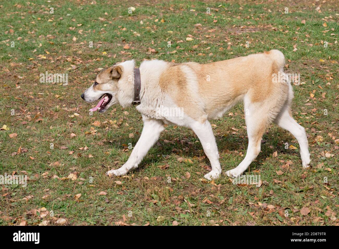 Central asian shepherd dog hi-res stock photography and images - Alamy