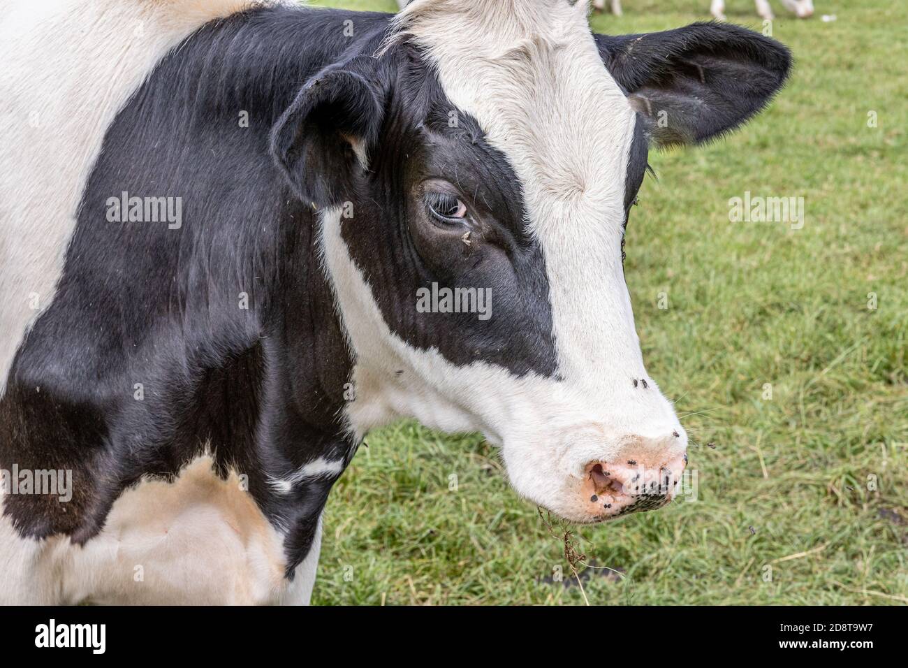 Dutch Holstein cow on a side close-up of its head with black and white ...