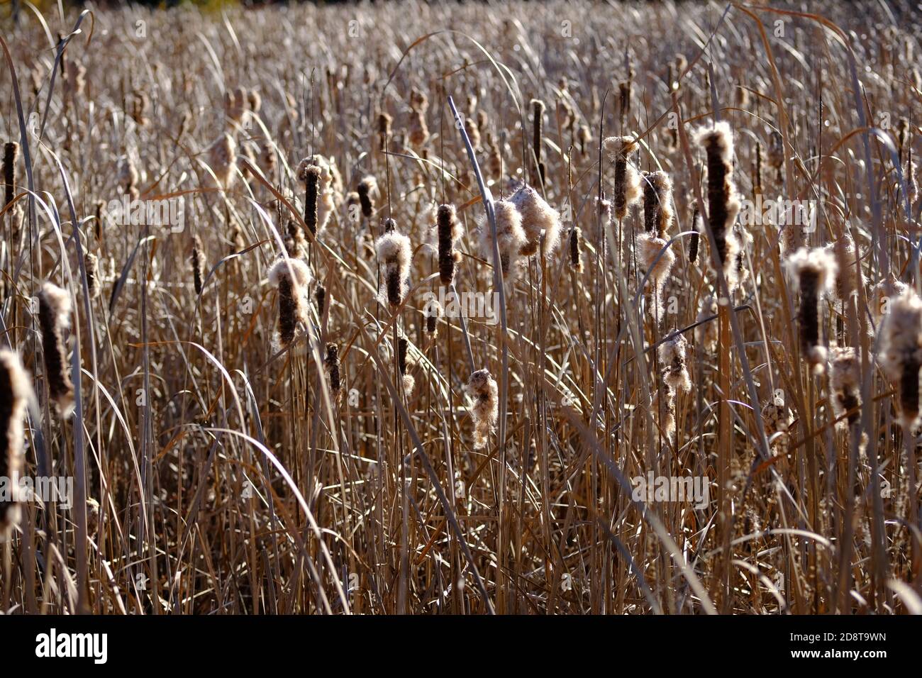 Bulrush (Typha latifolia), also known as reedmace or cattail, in autumn ...
