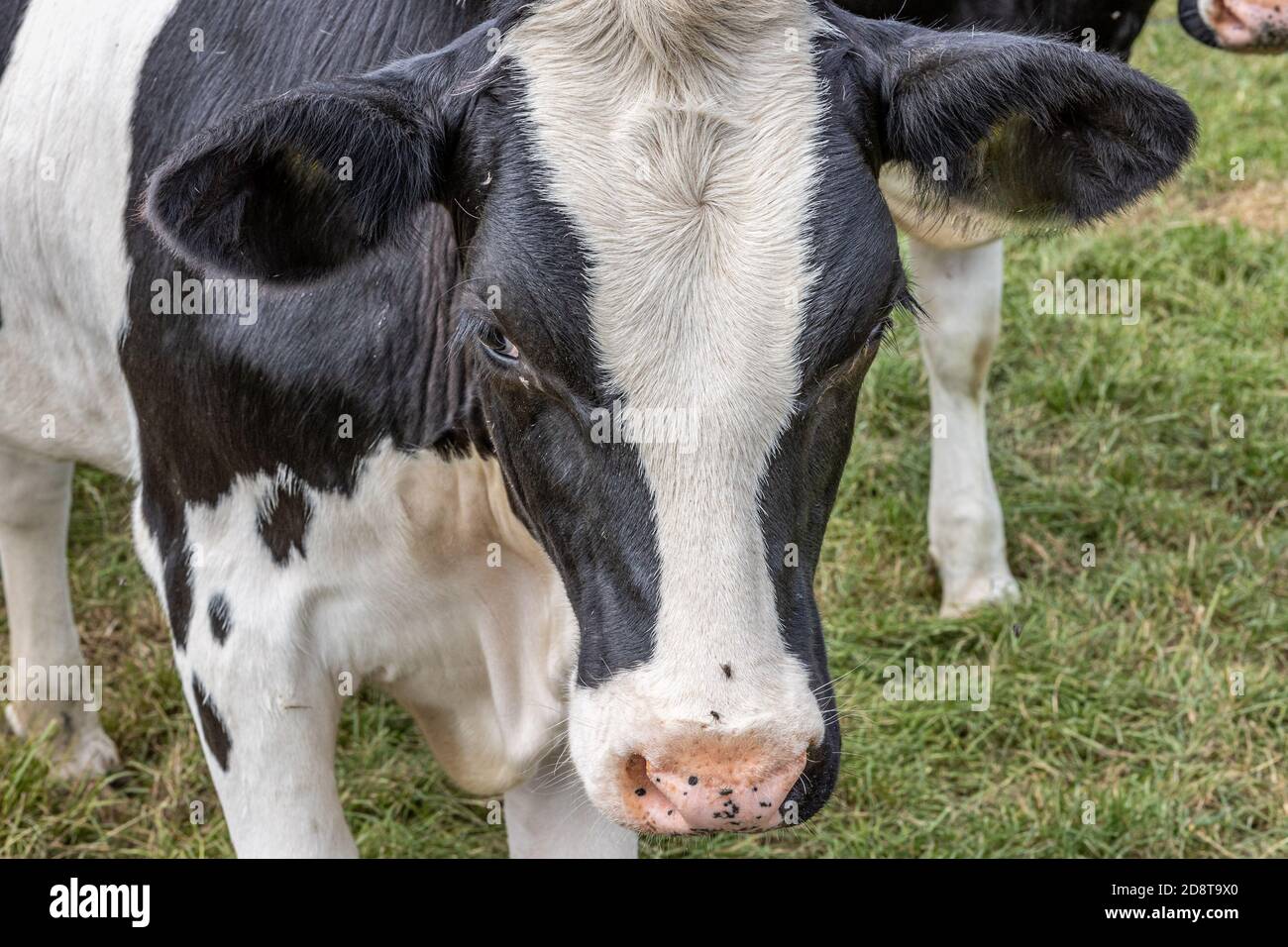 Close-up of the head of a Dutch Holstein cow with a black and white fur ...