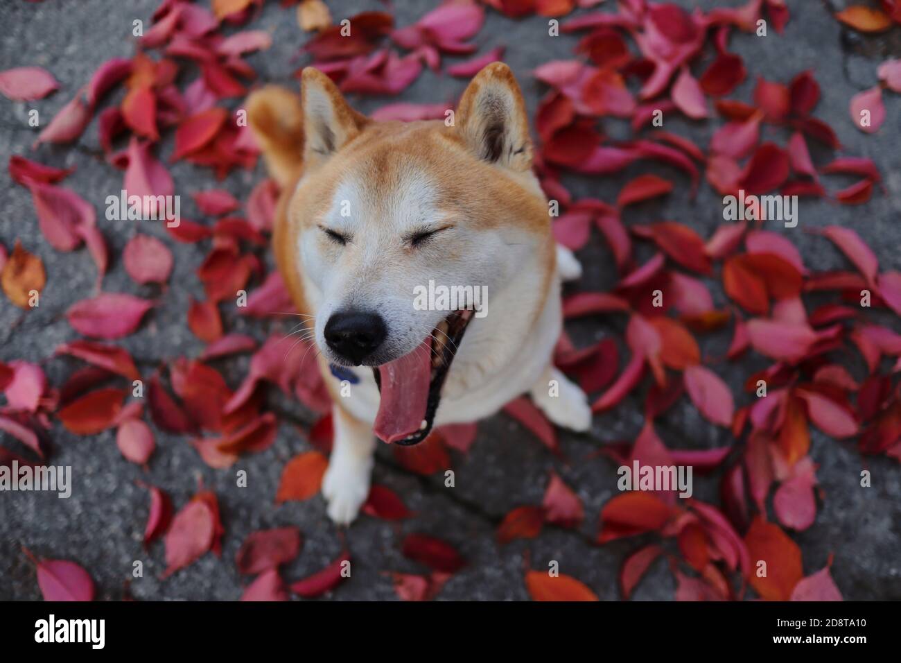 Shiba yawn hi-res stock photography and images - Alamy