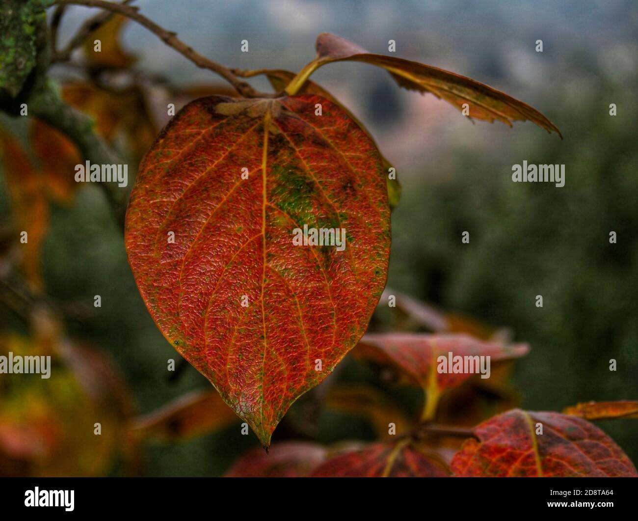 Persimmon leaves hi-res stock photography and images - Alamy