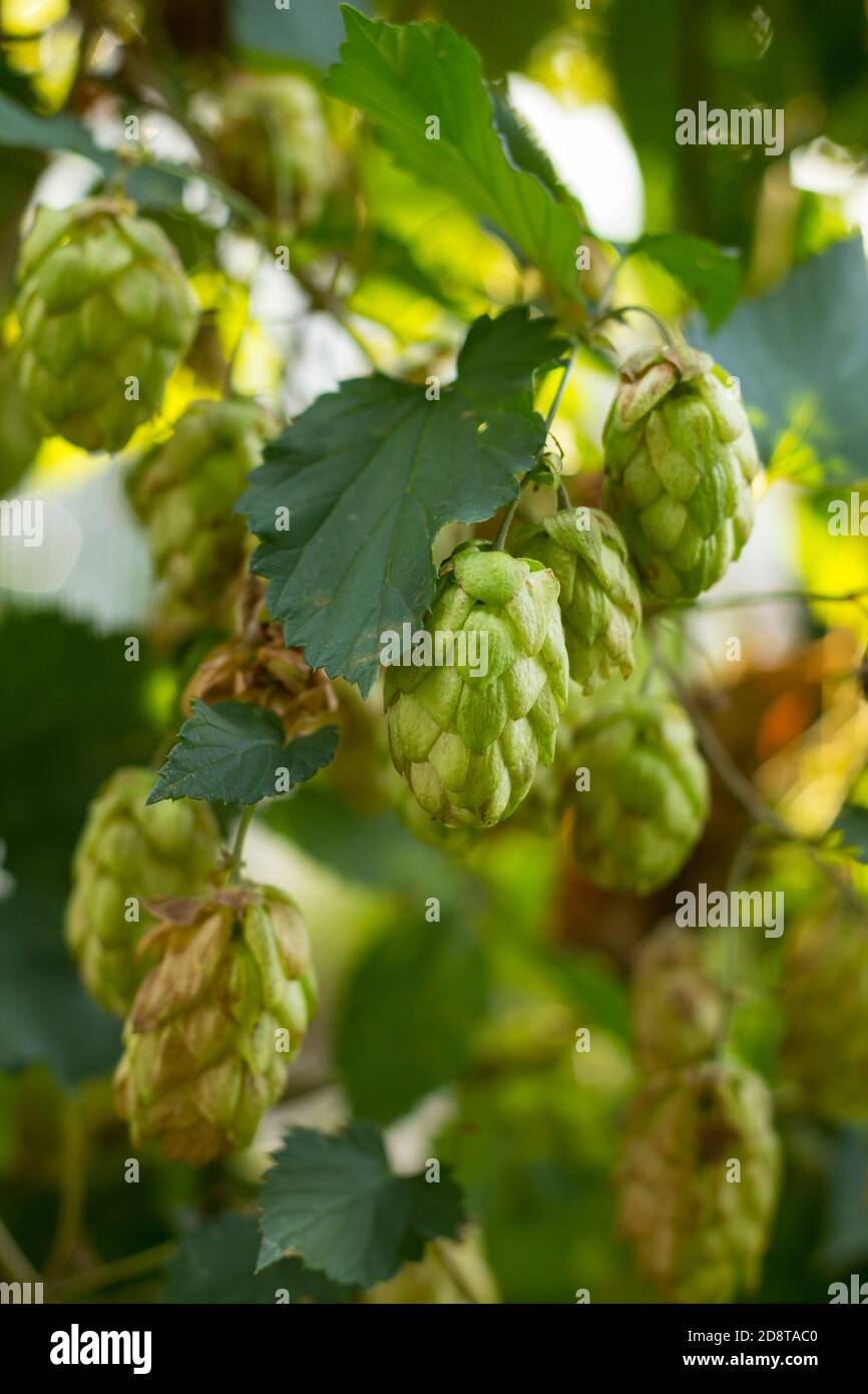 Hop plant in late summer Stock Photo - Alamy