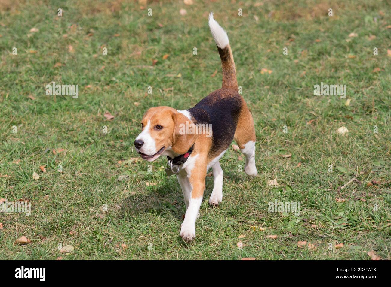 Cute english beagle puppy is walking on a green grass in the autumn ...