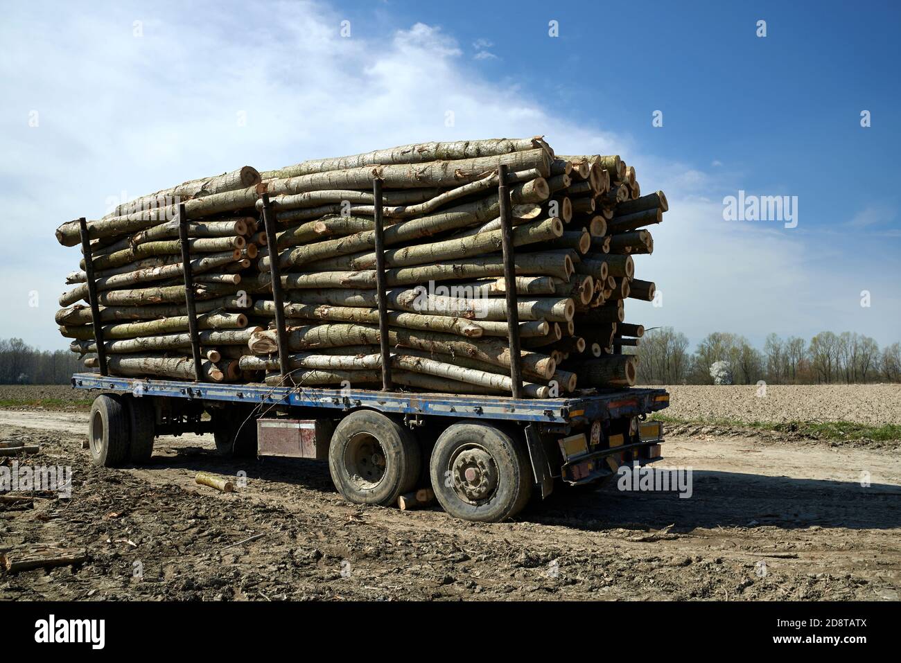 Torricella (Pr), Italy, sone poplar logs cut Stock Photo - Alamy