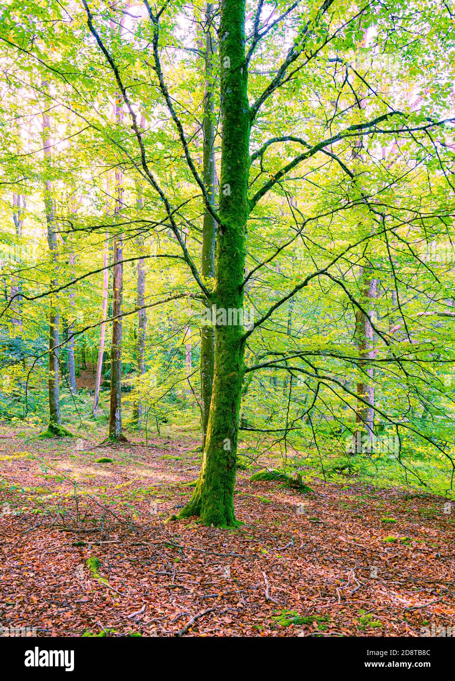 Massy tree with colorful leaves standing in sun shine. gothenburg ...