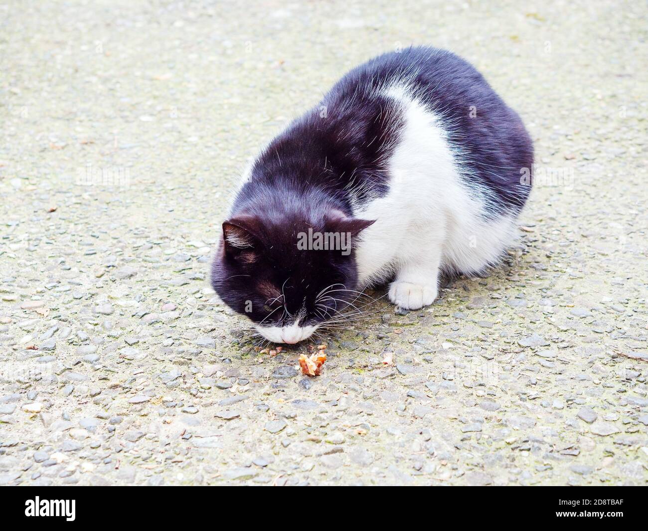 Black and white yard cat with white mustache eats a small piece of ...