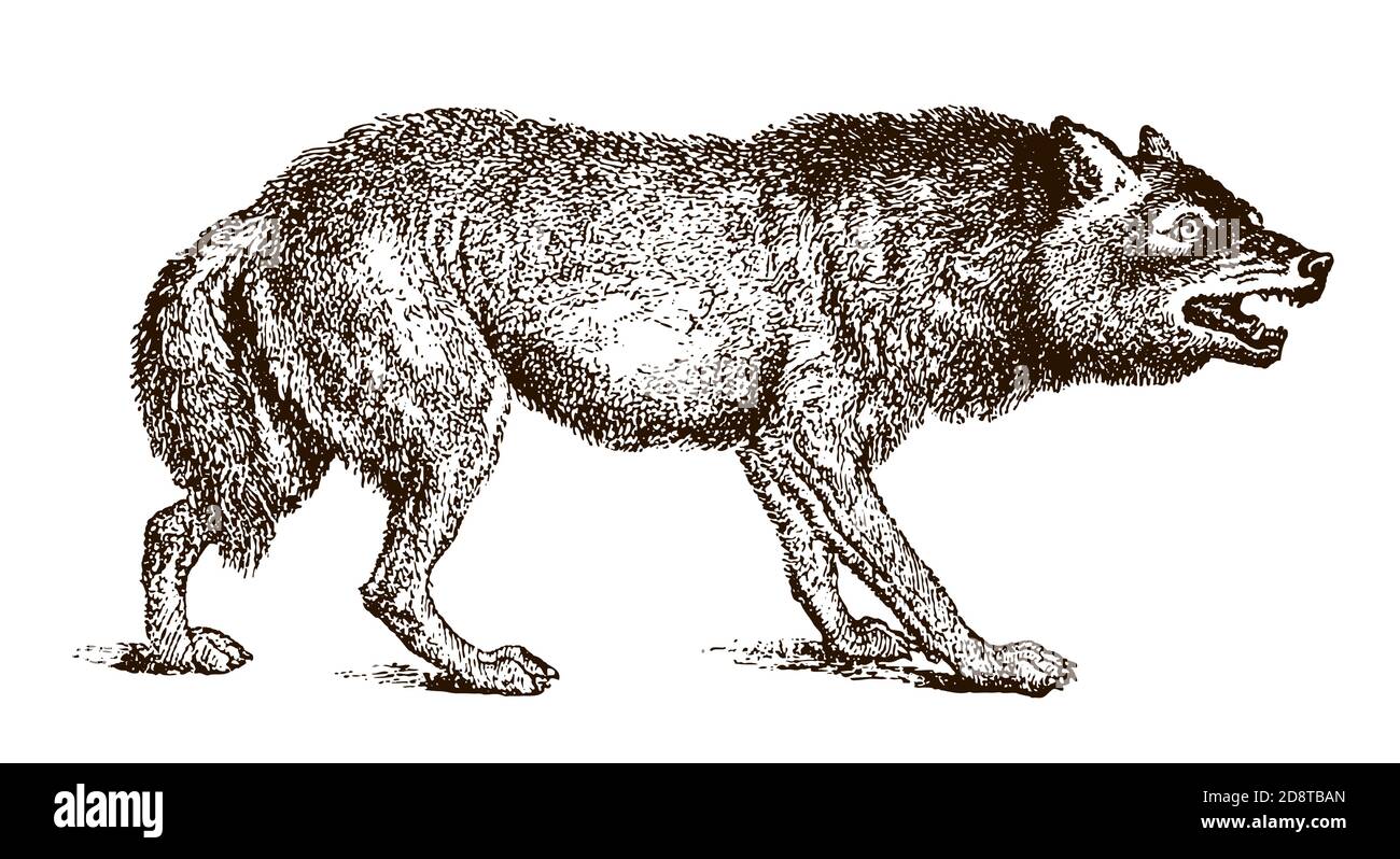 Wolf Side View Drawing