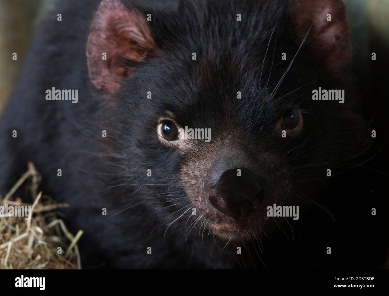 Close up portrait face of endangered Tasmanian Devil at Unzoo sanctuary ...