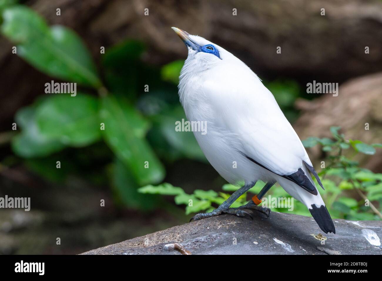 The white Bali myna (Leucopsar rothschildi) , also known as Rothschild ...