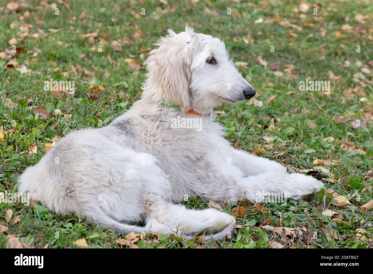 Afghan Hound Is A Mixed Breed