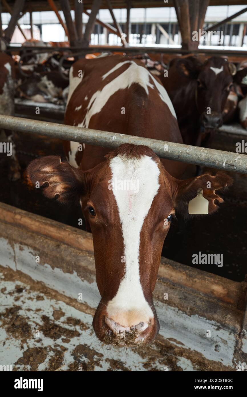 Vertical front view portrait of healthy cow looking at camera while ...