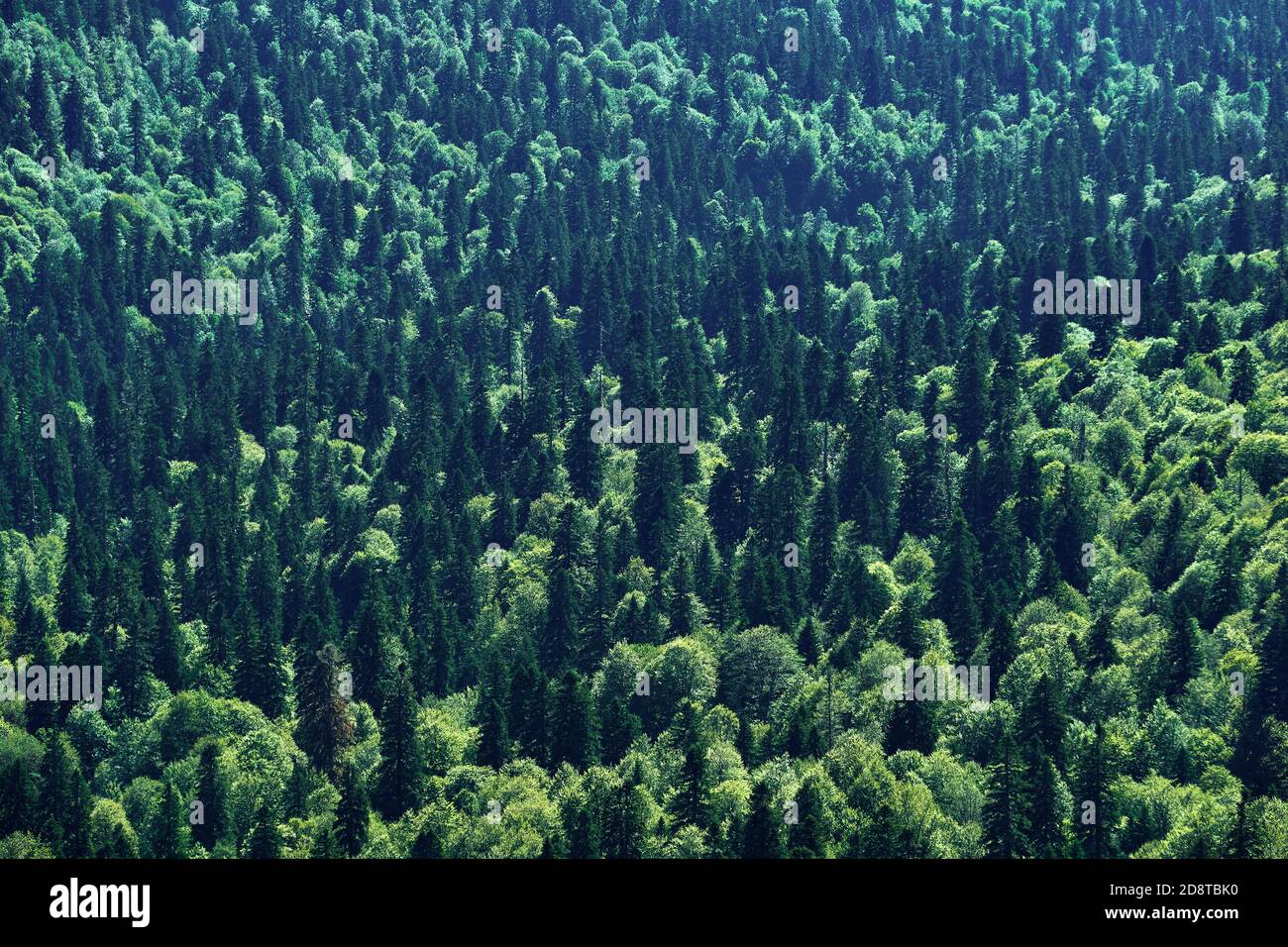 landscape. background - bird's eye view of the mixed coniferous forest ...