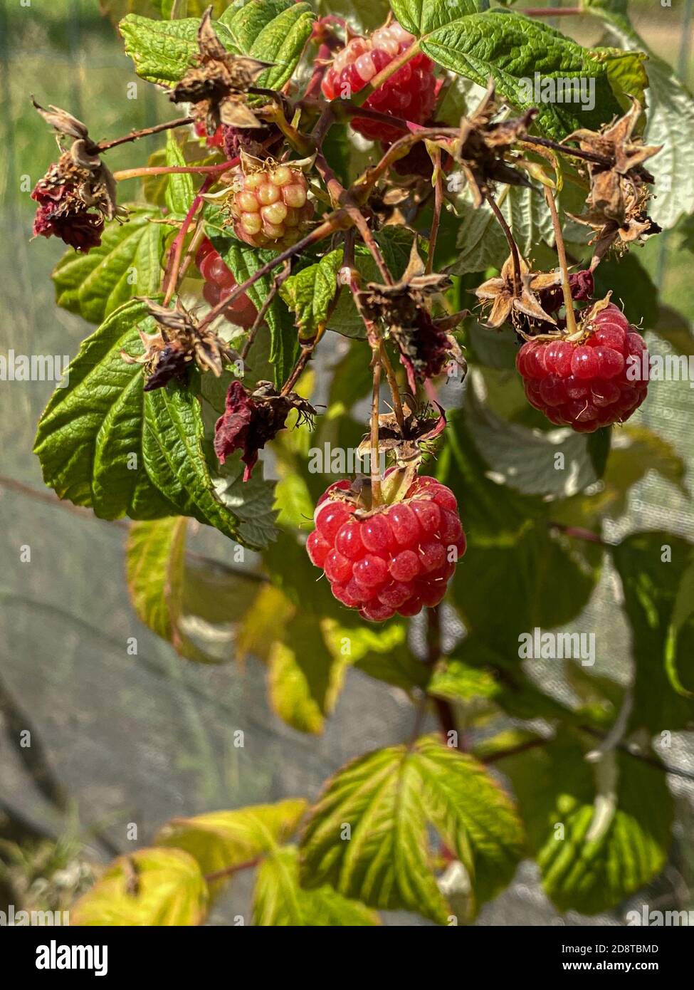 Organic wild raspberries on their plant ready to harvest Stock Photo ...