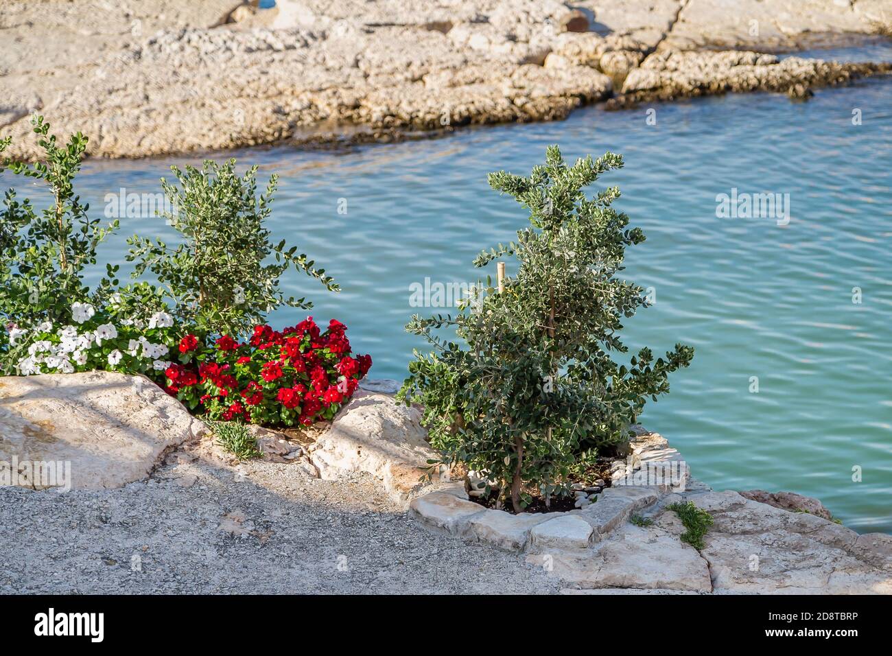 plants and flowers on rocks of Italian coast Stock Photo - Alamy