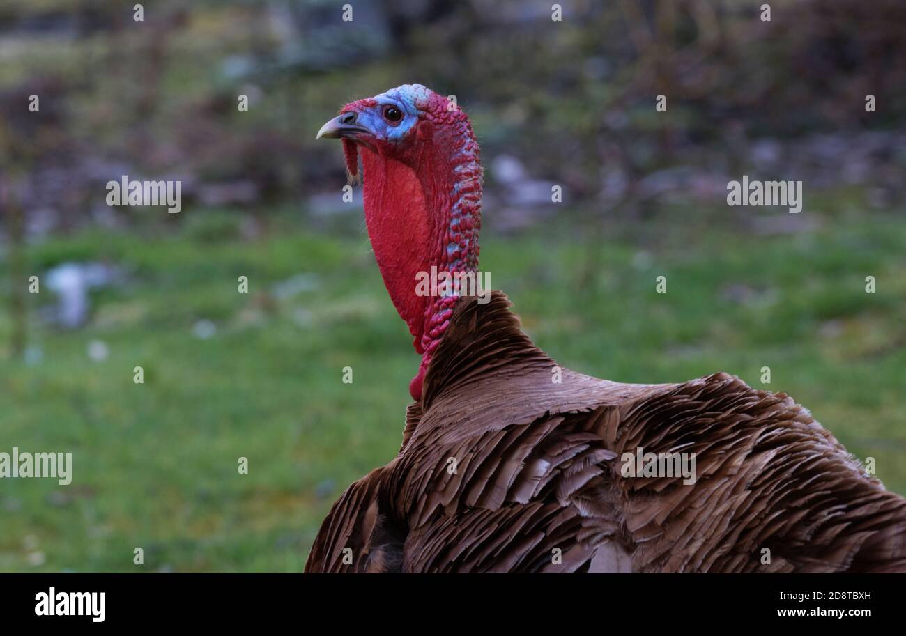 Black island turkey hi-res stock photography and images - Alamy