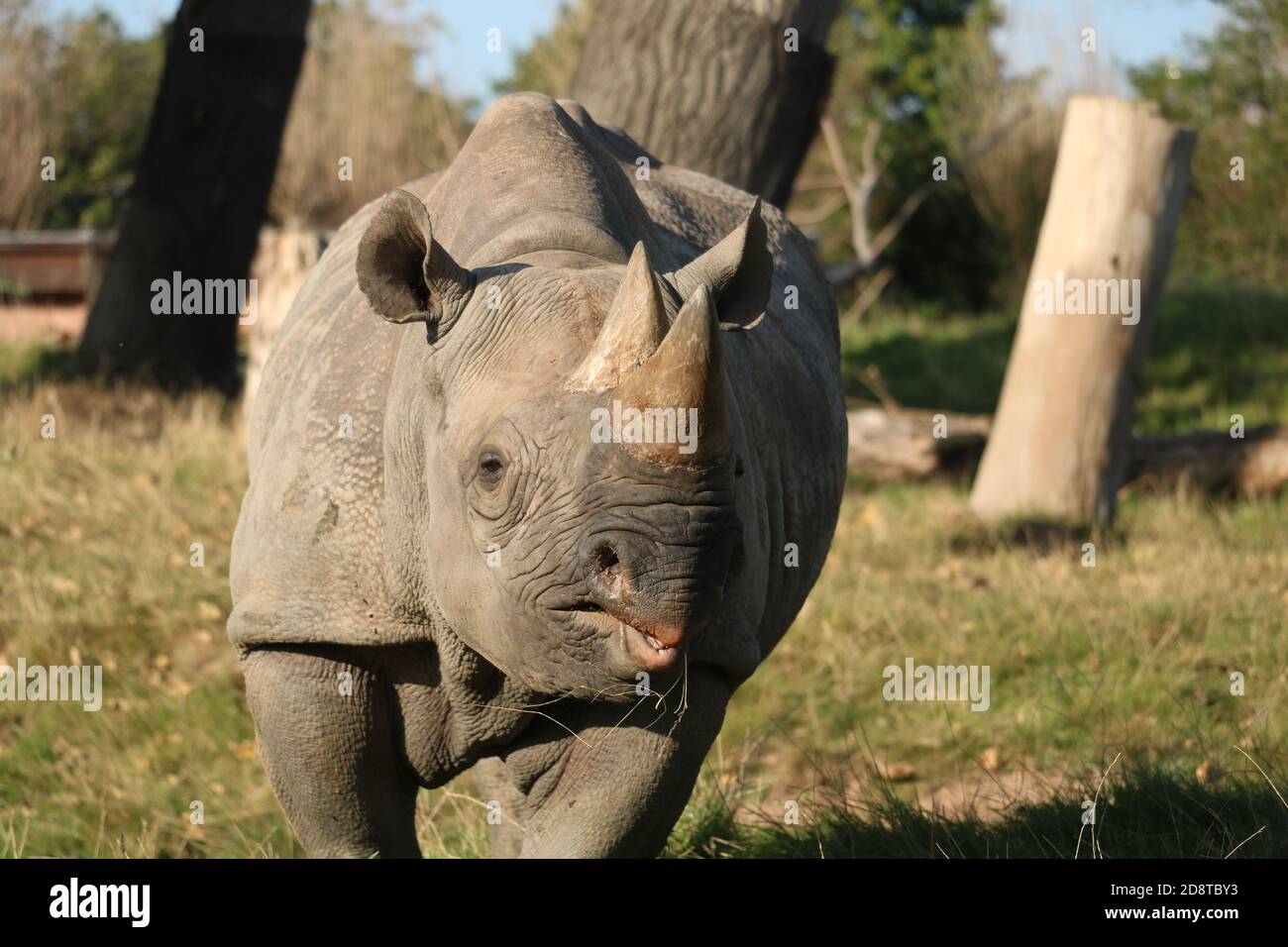Rhino Looking at the camera at Chester Zoo Stock Photo - Alamy