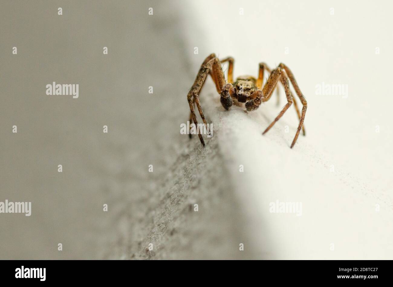 Spider spinneret hi-res stock photography and images - Alamy