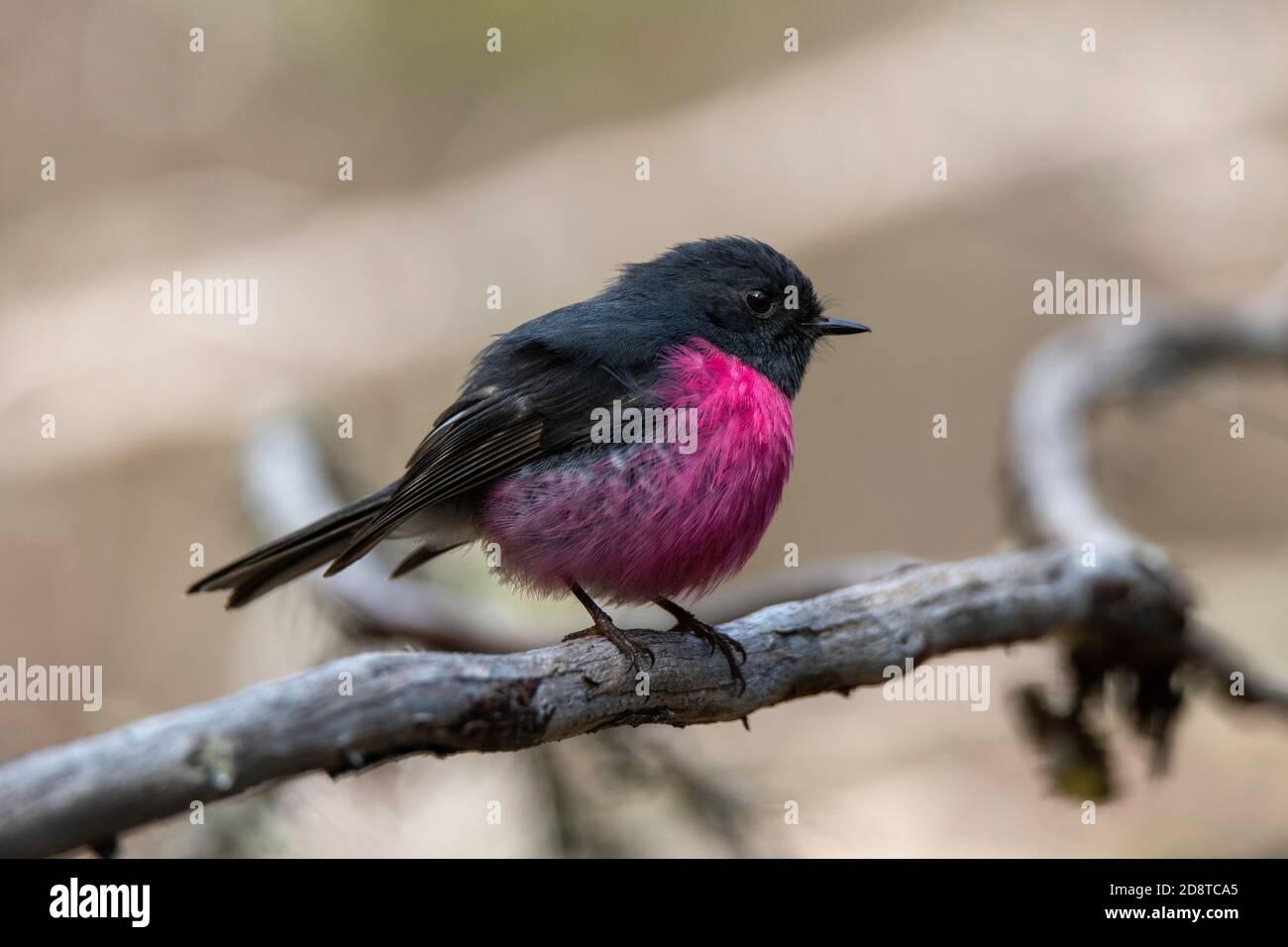 Pink Robin Petroica rodinogaster Cradle Mountain National Park ...