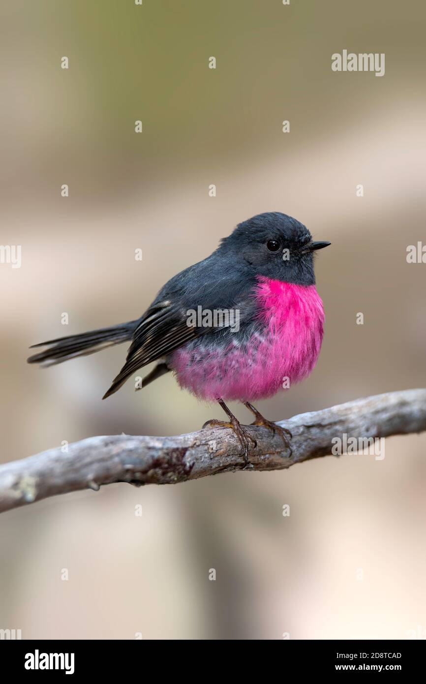 Robin nest australia hi-res stock photography and images - Alamy