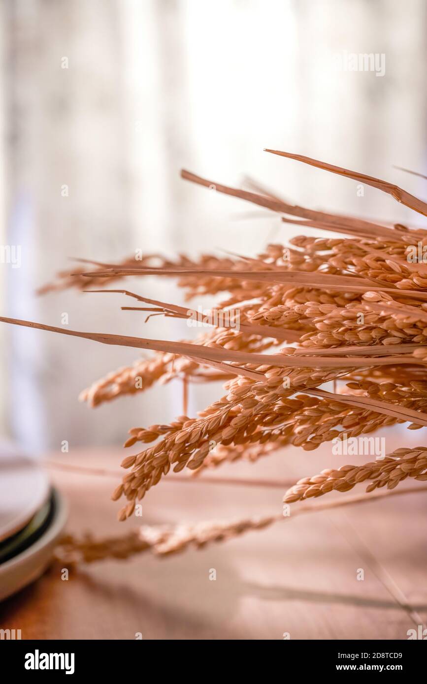 Close-up of rice ears and wheat ears under the sunlight by the window ...