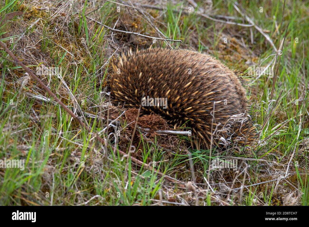 Echidna puggle hi-res stock photography and images - Alamy