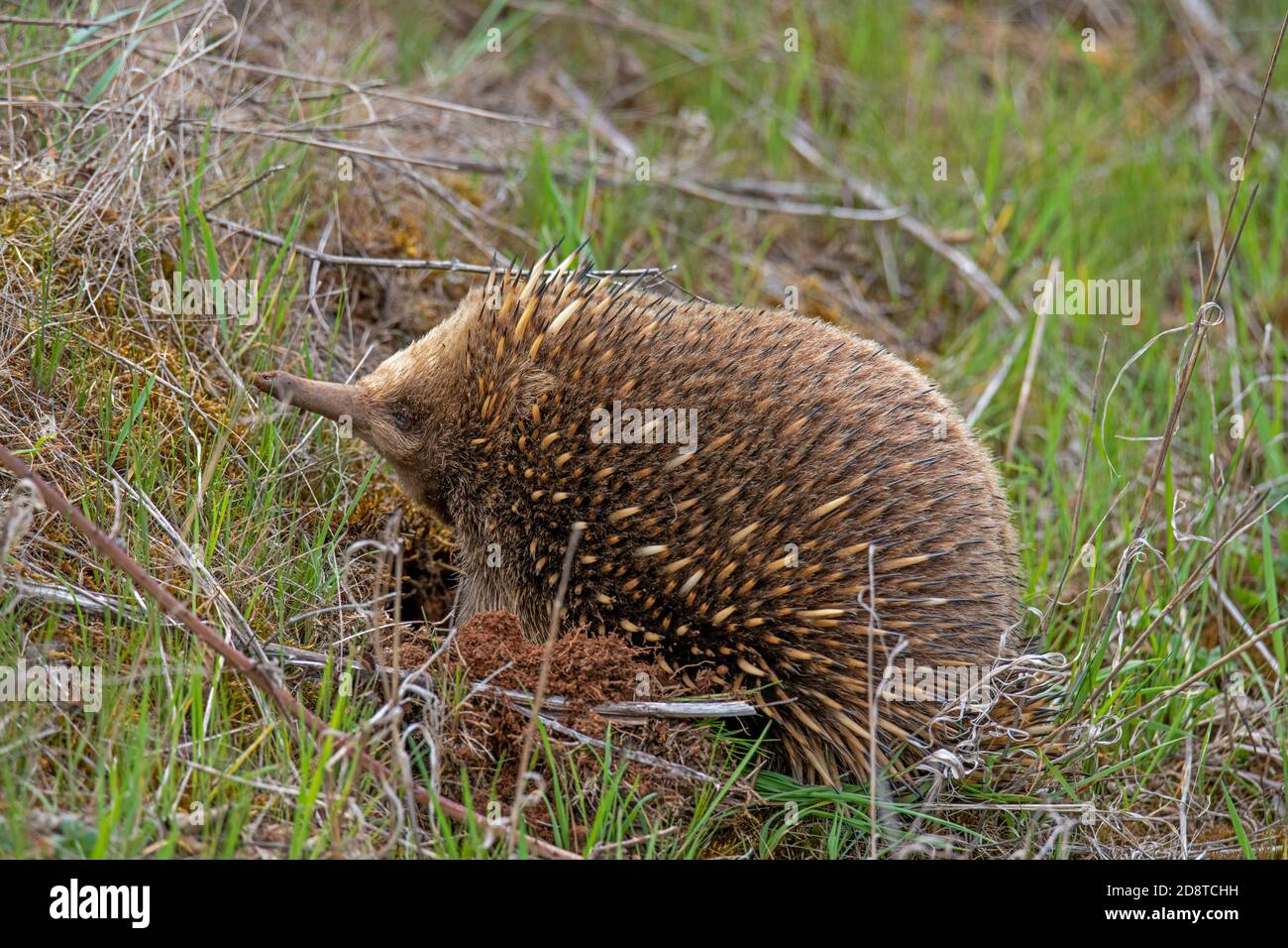 Tachyglossus aculeatus termites hi-res stock photography and images - Alamy