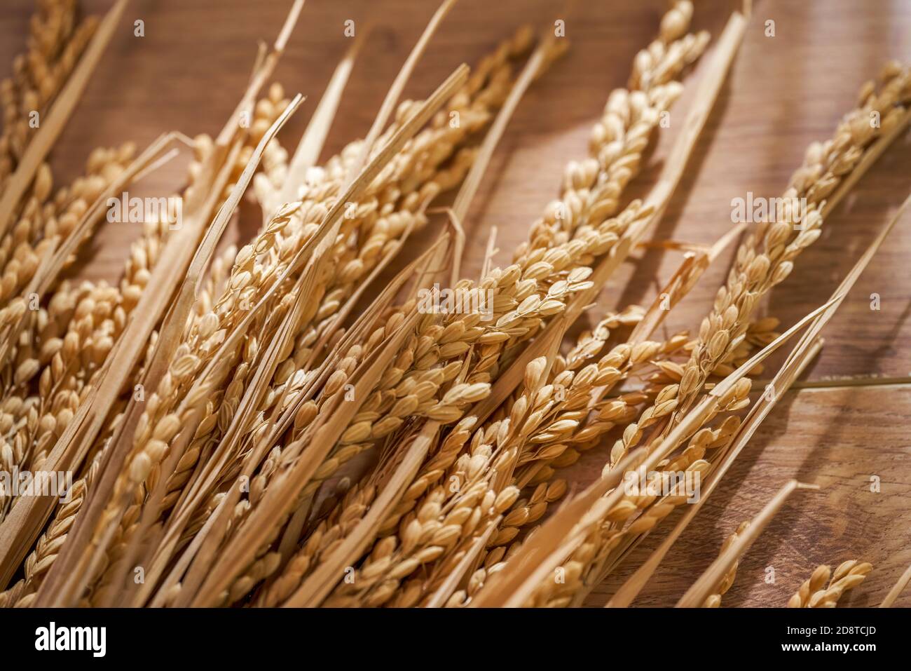 Vertical photo ear of wheat hi-res stock photography and images - Alamy