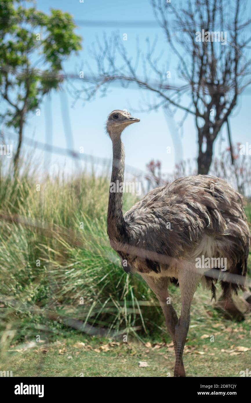 Ostrich farming hi-res stock photography and images - Alamy