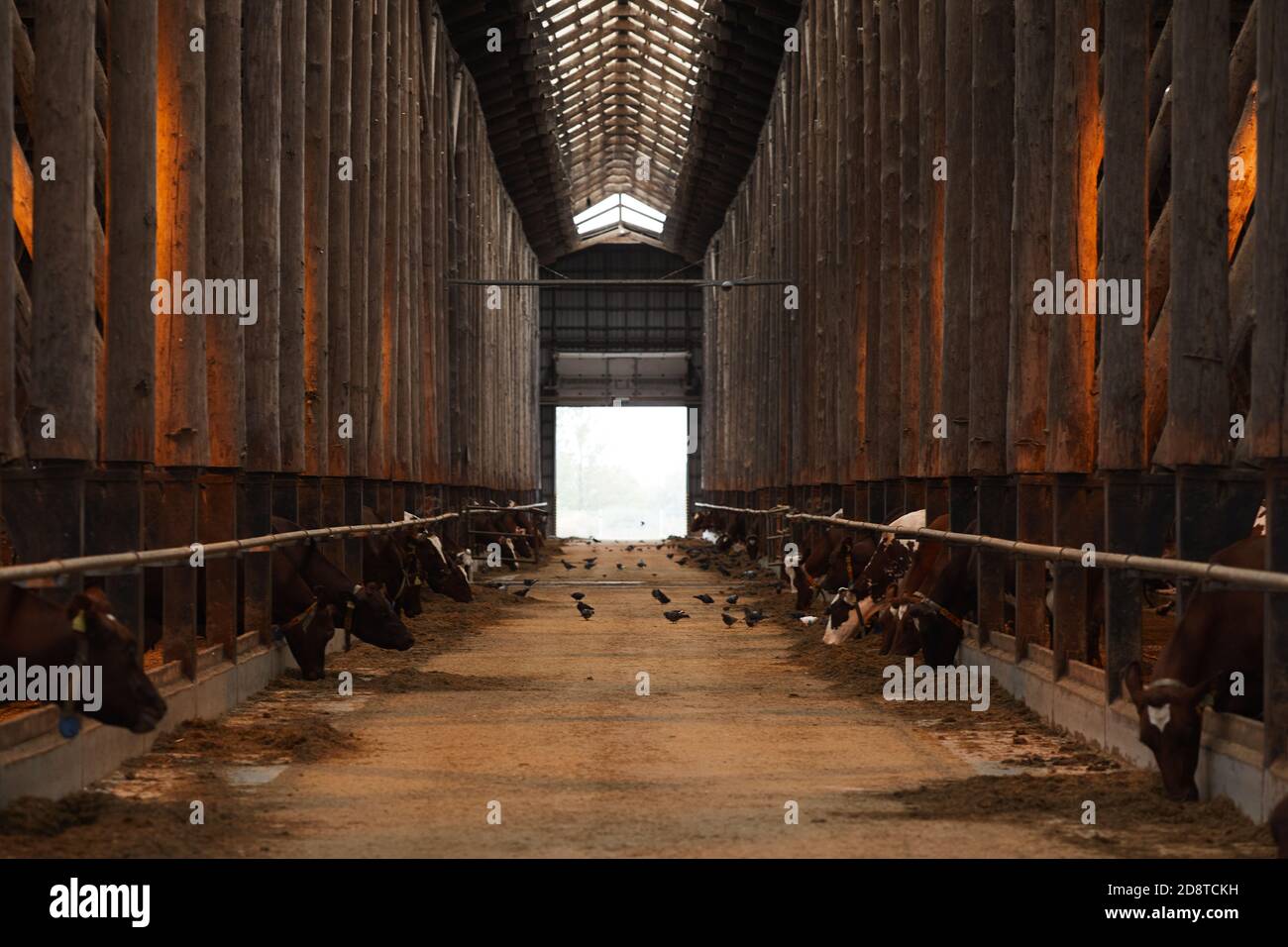 Wide angle background rustic cow shed with high wooden beams and cattle ...