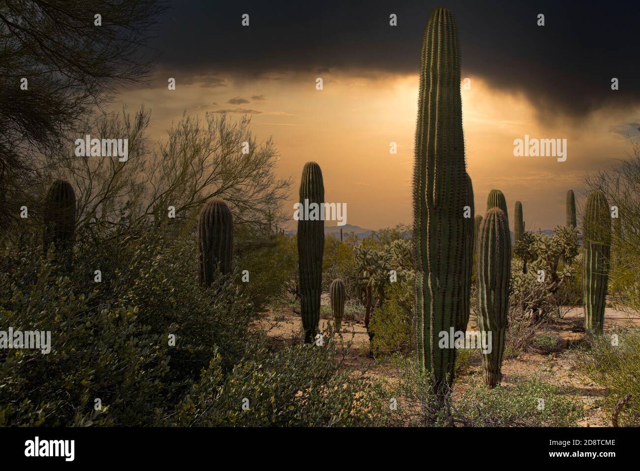 Rain storm desert hi-res stock photography and images - Alamy