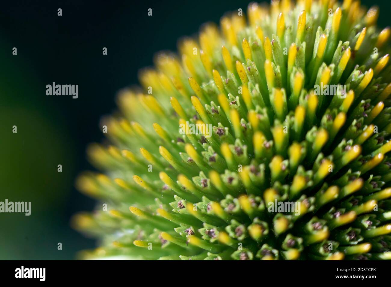 Enlarged flower hi-res stock photography and images - Alamy
