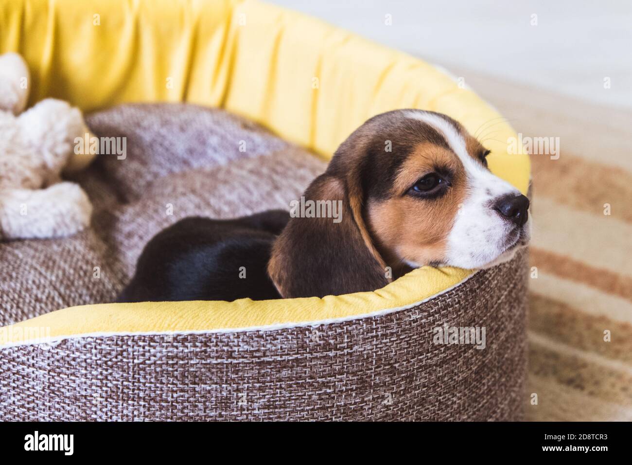 Cute small beagle puppy sleeping in his basket Stock Photo - Alamy
